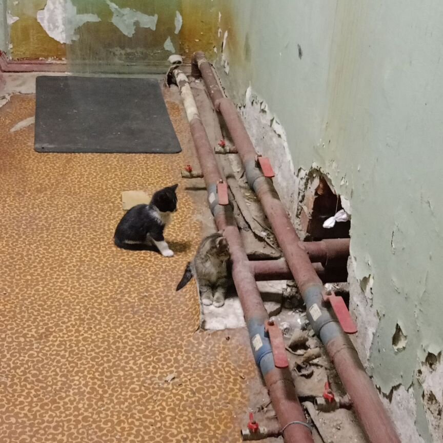 Котята в добрые руки