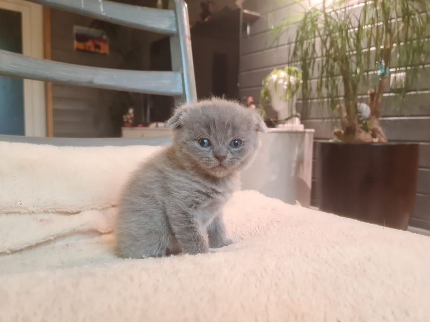 Шотландская вислоухая кошка