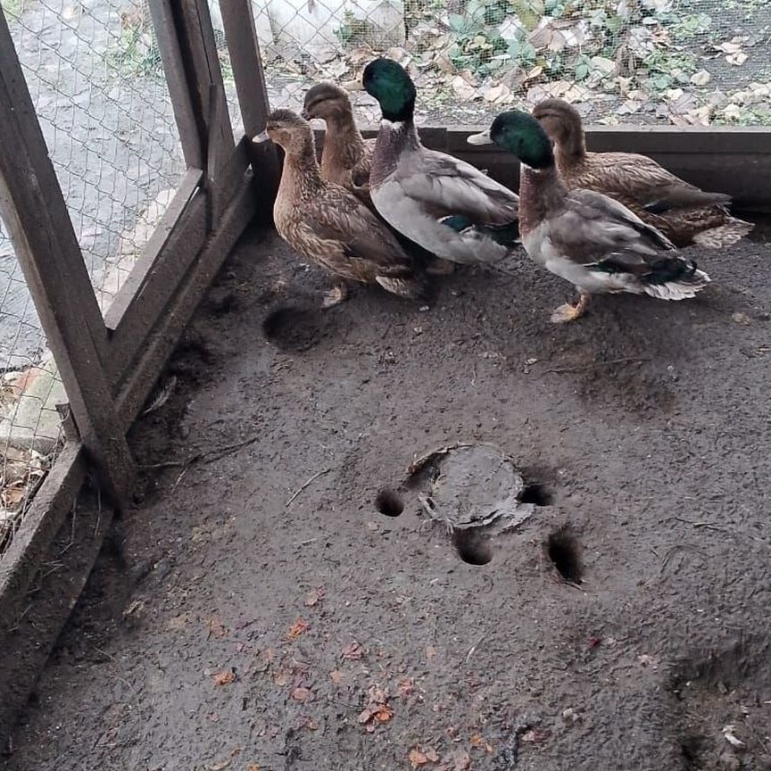 Дикие подсадные утки