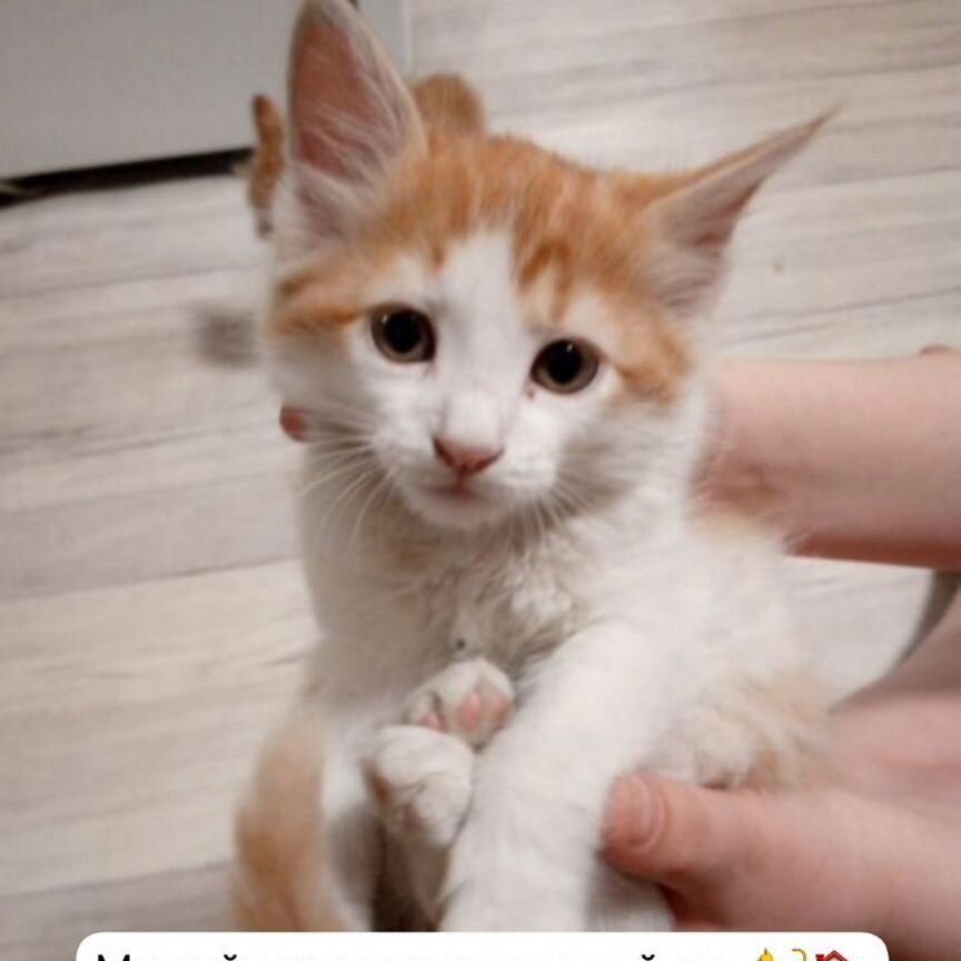 Милый котёнок