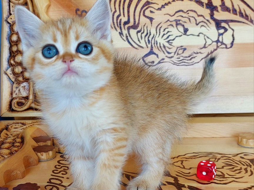 Золотые шотландские котята