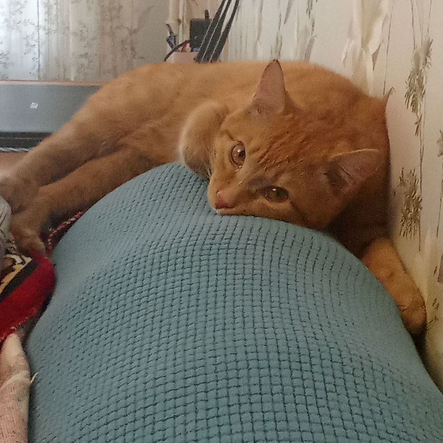 Рыжий котенок мальчик