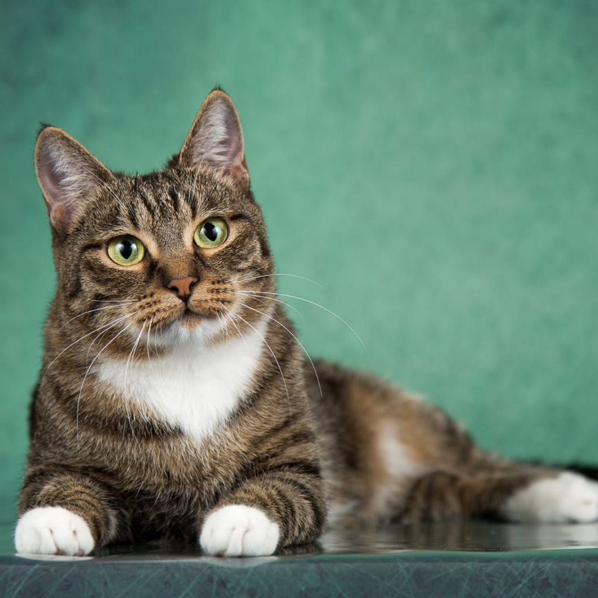 Ксюша ищет передержку