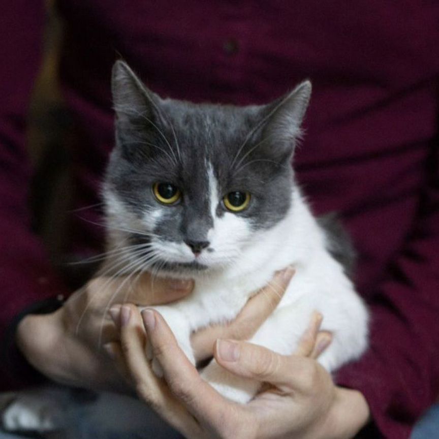 Ласковой кошечке Досе нужен дом и любящие хозяева