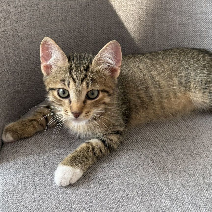 Котенок в добрые руки
