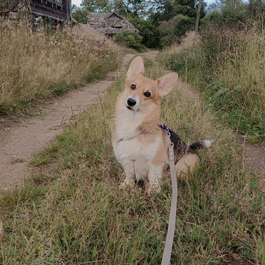Вельш Корги Пемброк, взрослая собака