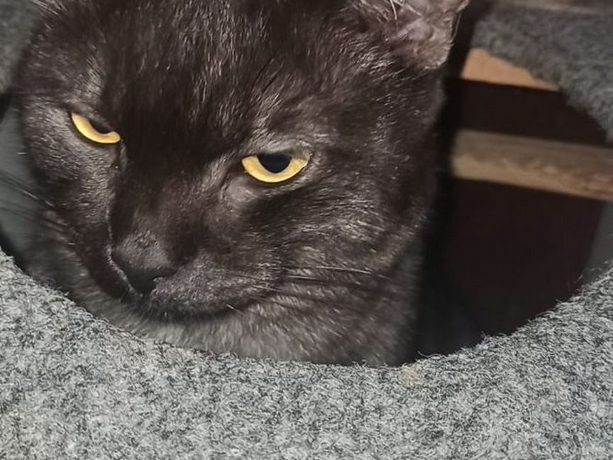 Отдается кот Симба