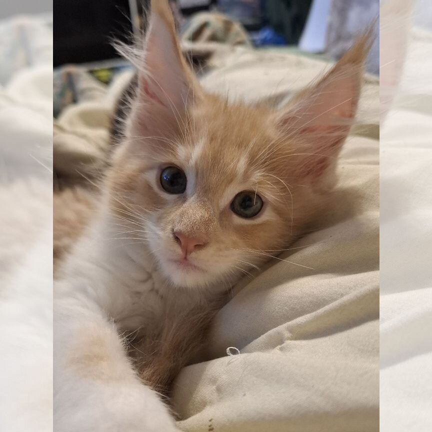 Мейн-кун котёнок