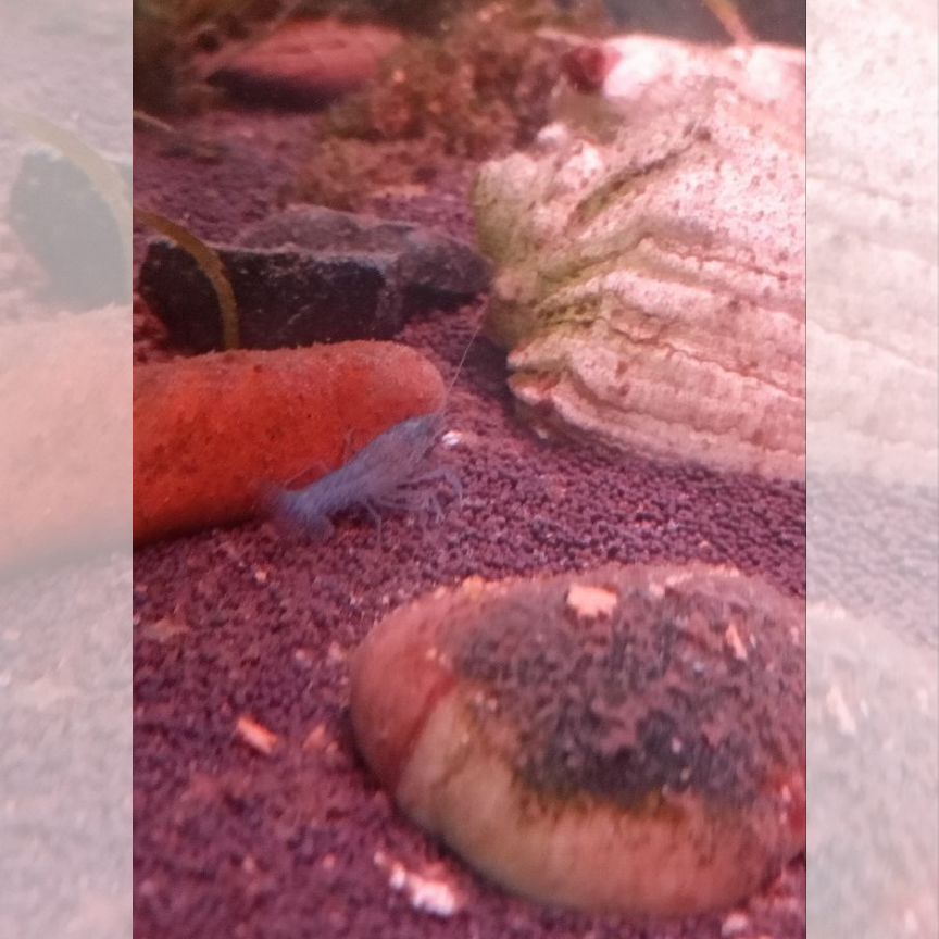 Голубые раки 3 см