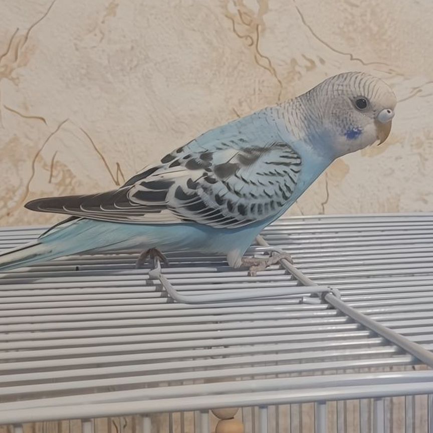 Волнистый попугай