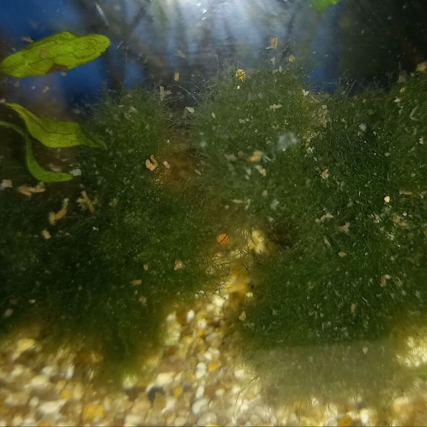 Отдам кладофору и папортник