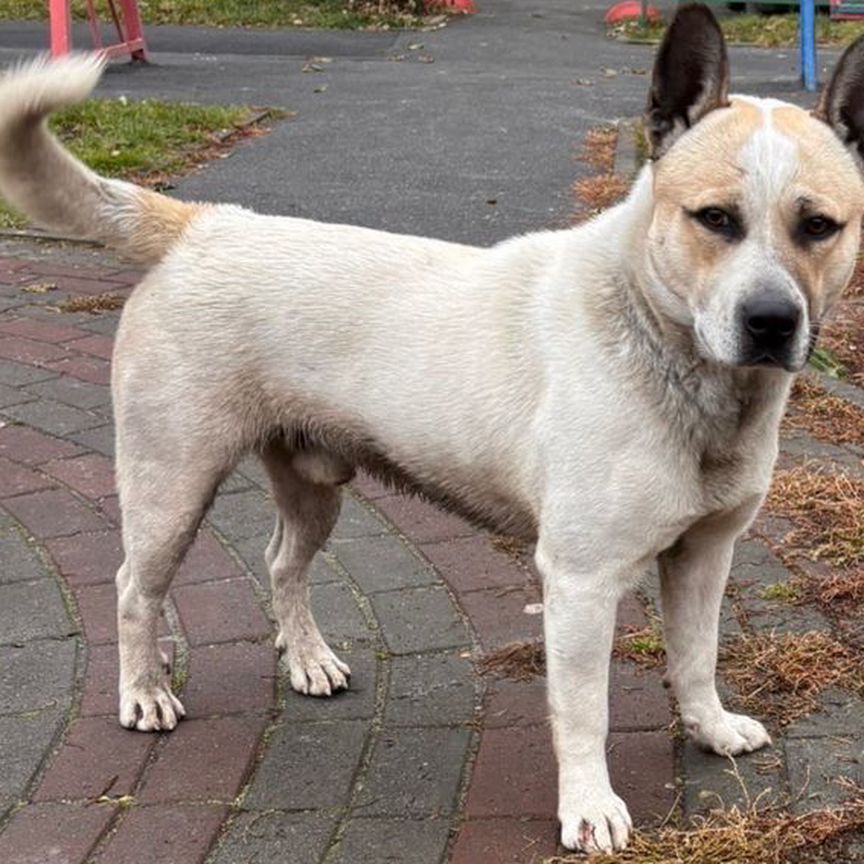 Взрослый пёс в добрые руки