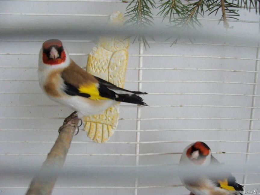 Певчие птицы