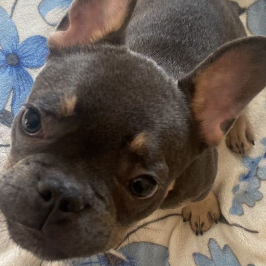 Французский бульдог, щенок