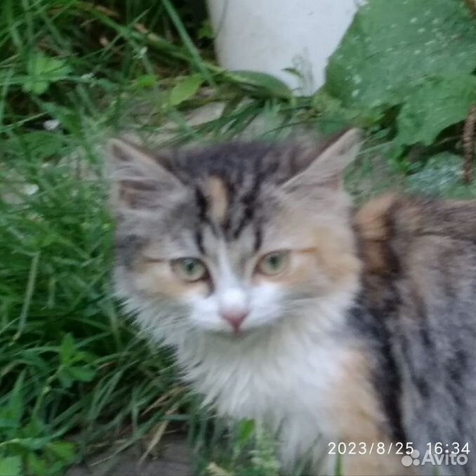 Пушистый котёнок (3,5 месяца) в беде