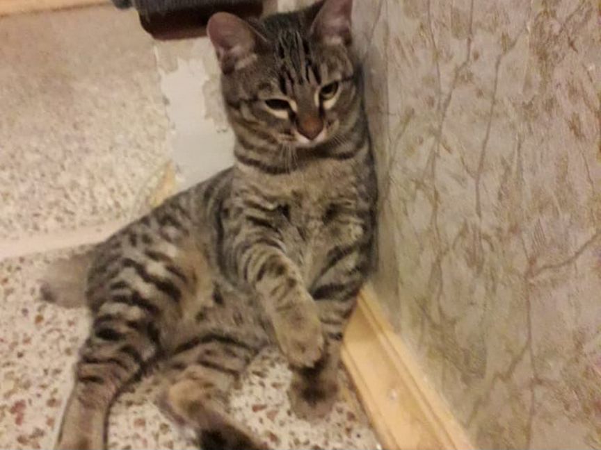 Котик 3 мес с коротким хвостом британского окраса