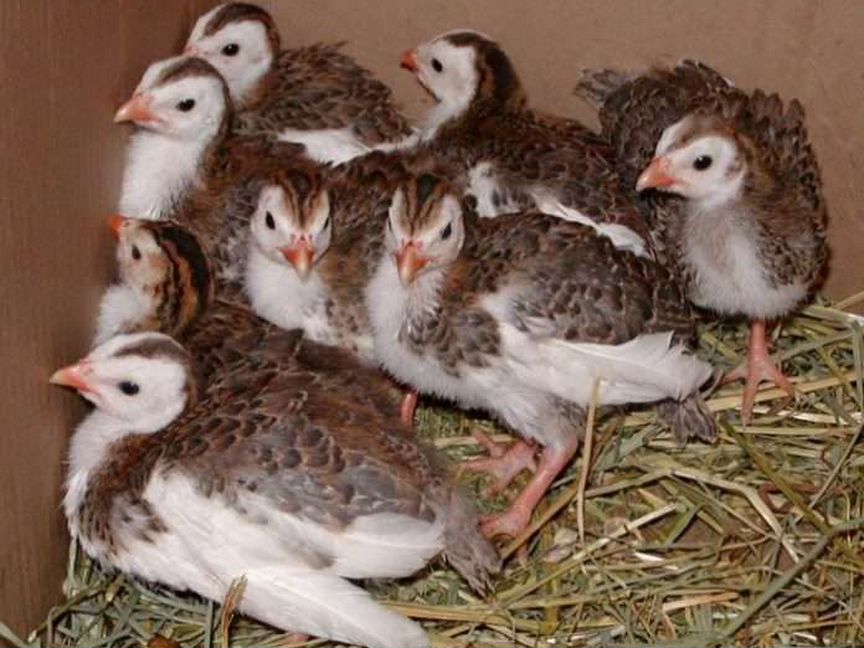 Цыплята, цесарята