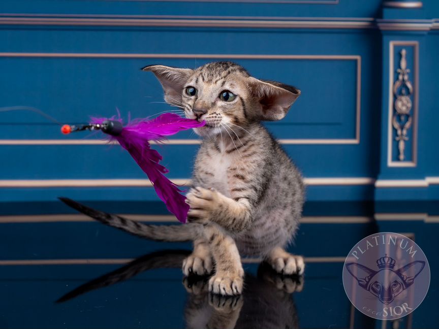 Ориентальные котята экстрим