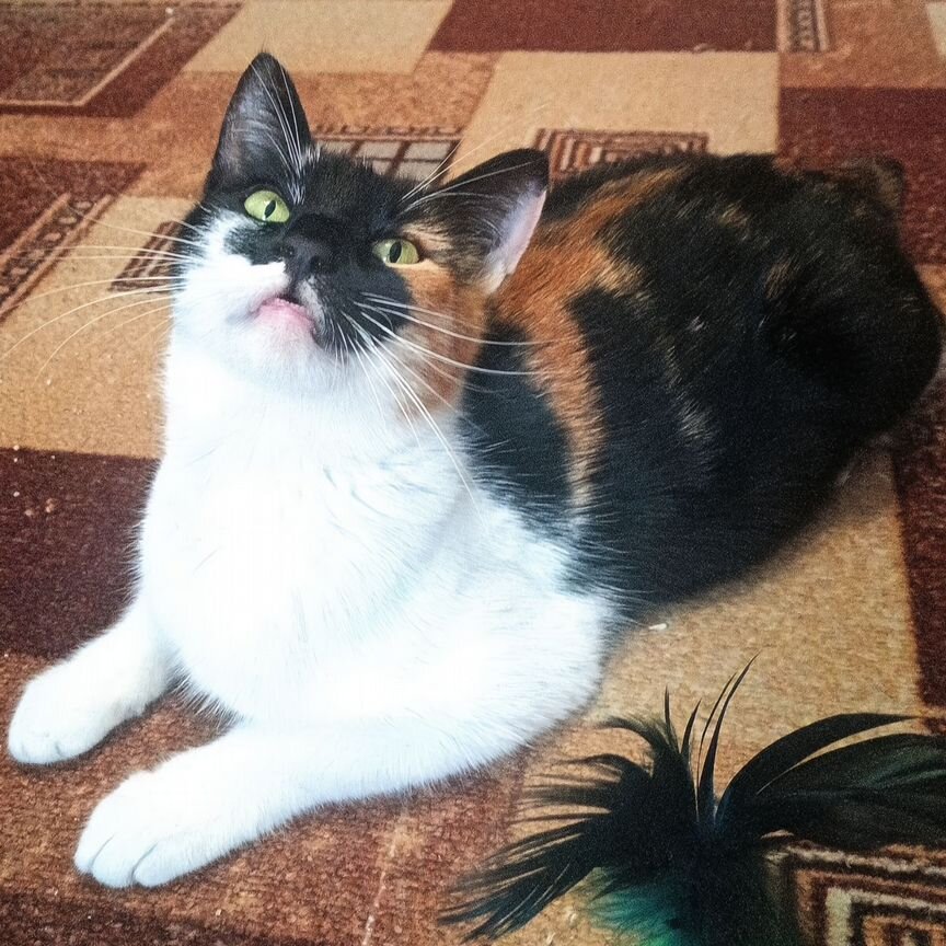 Взрослая кошка в добрые руки