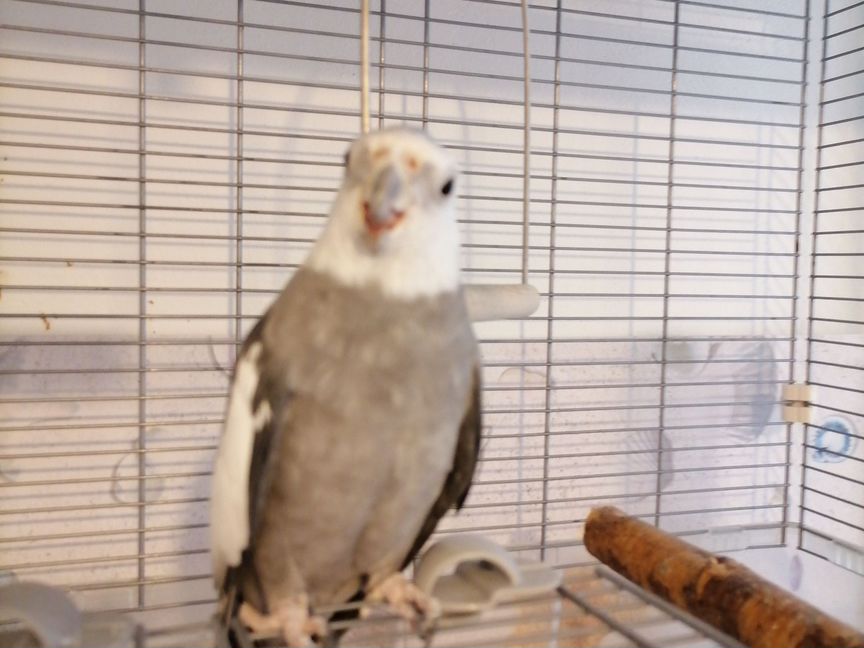 Попугаев отдам бесплатно