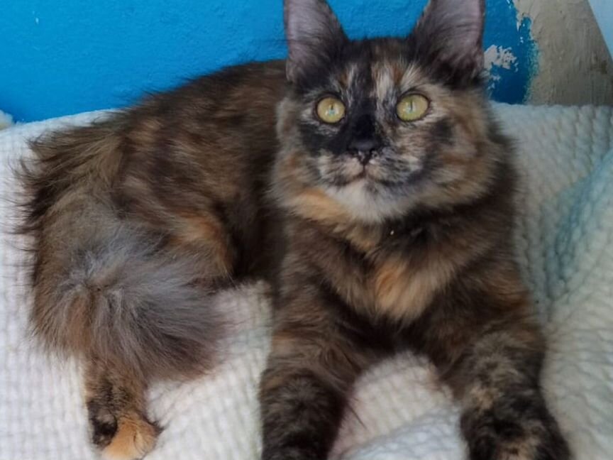 Майя ищет дом