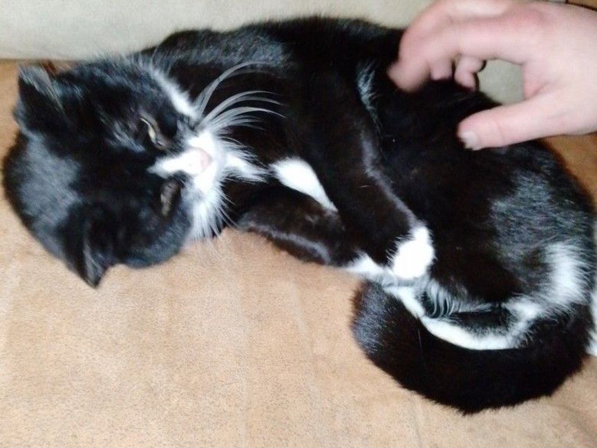 Кошечка Муся