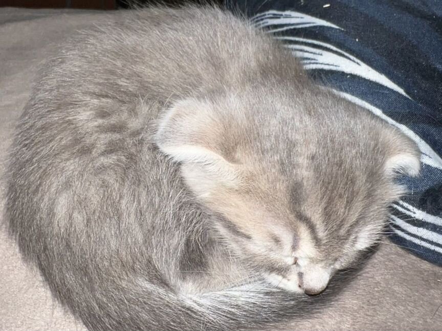 Котята