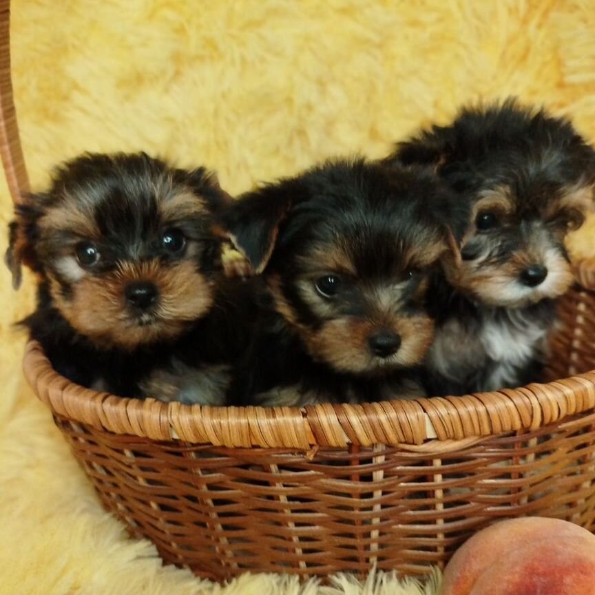 Малыши йорки (девочки и мальчики)