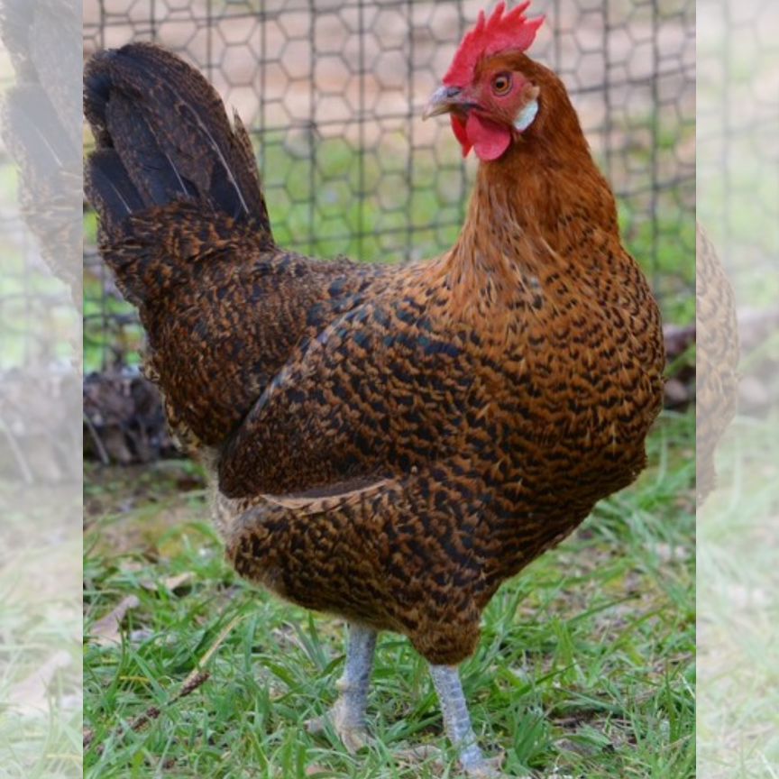 Куры несушки 9 месяцев