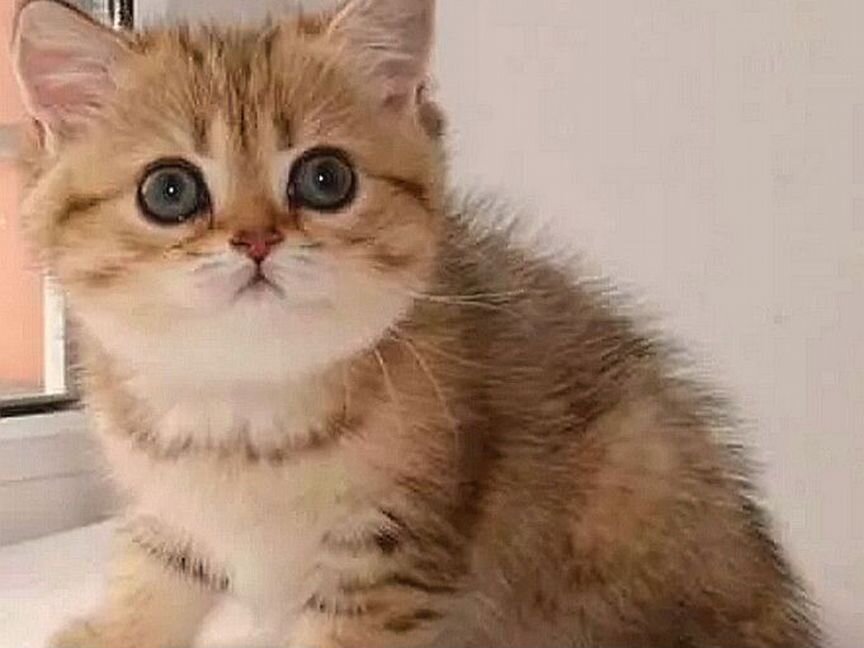 Шотландские золотые котодетки беби-фейс