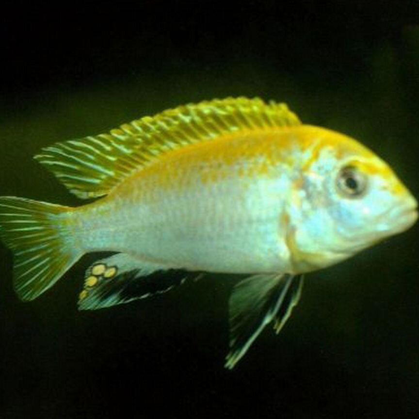 Малавийские цихлиды