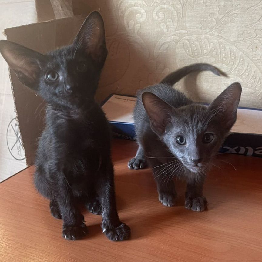 Ориентальный котёнок