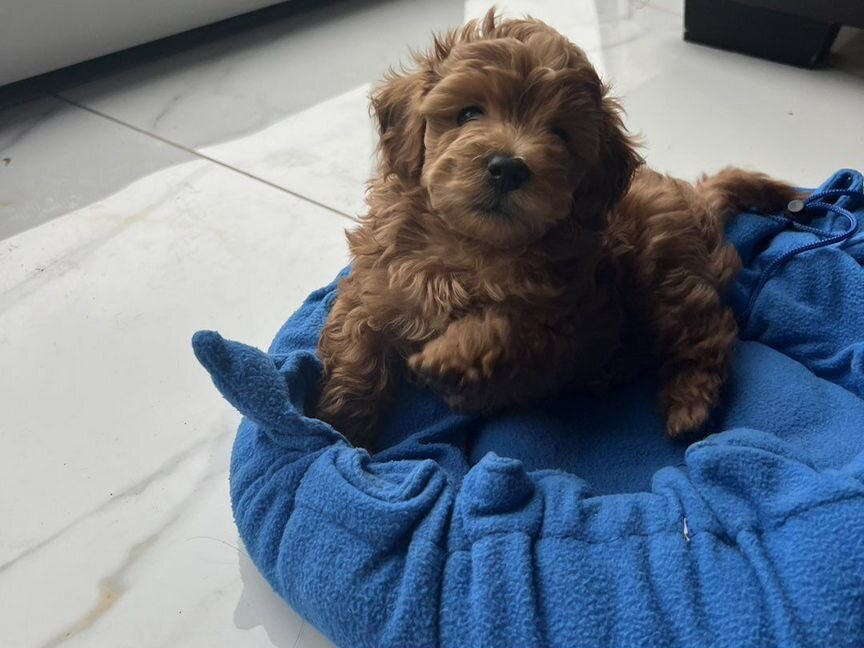 Мальтипу Ф1 мальчик