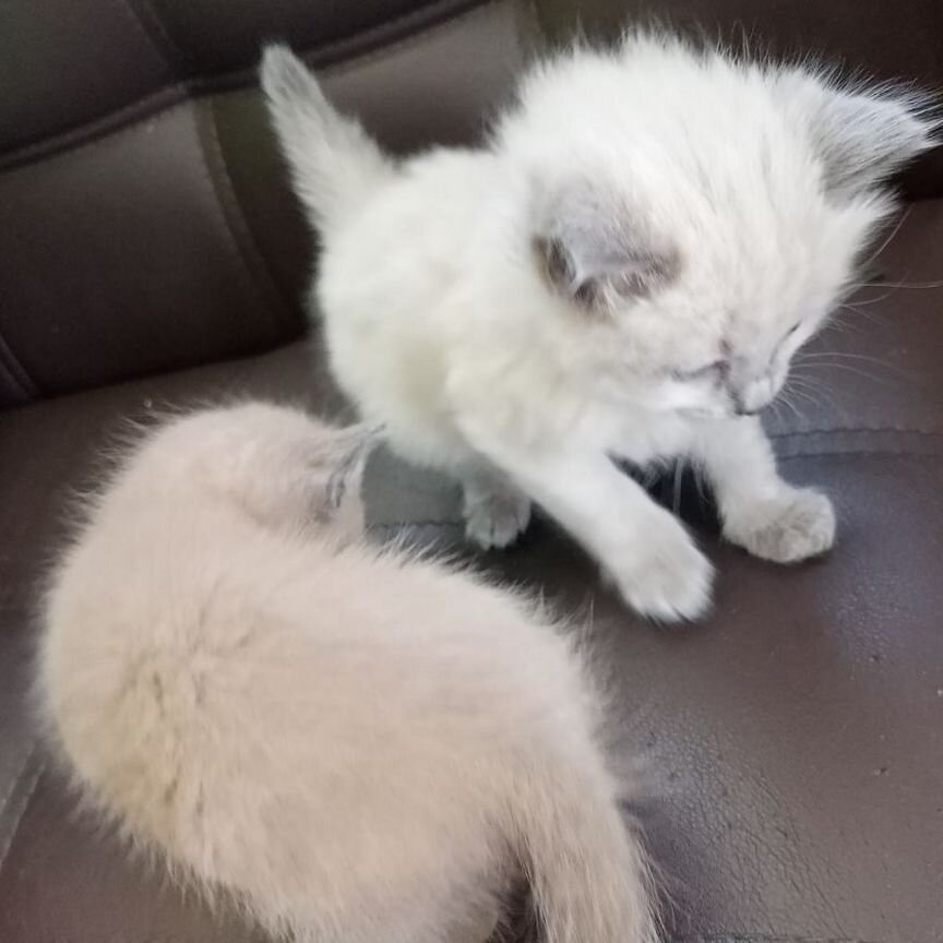Сиамские кошечки
