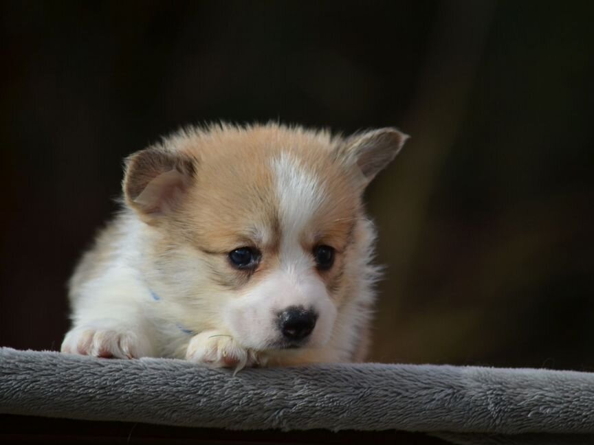 Корги