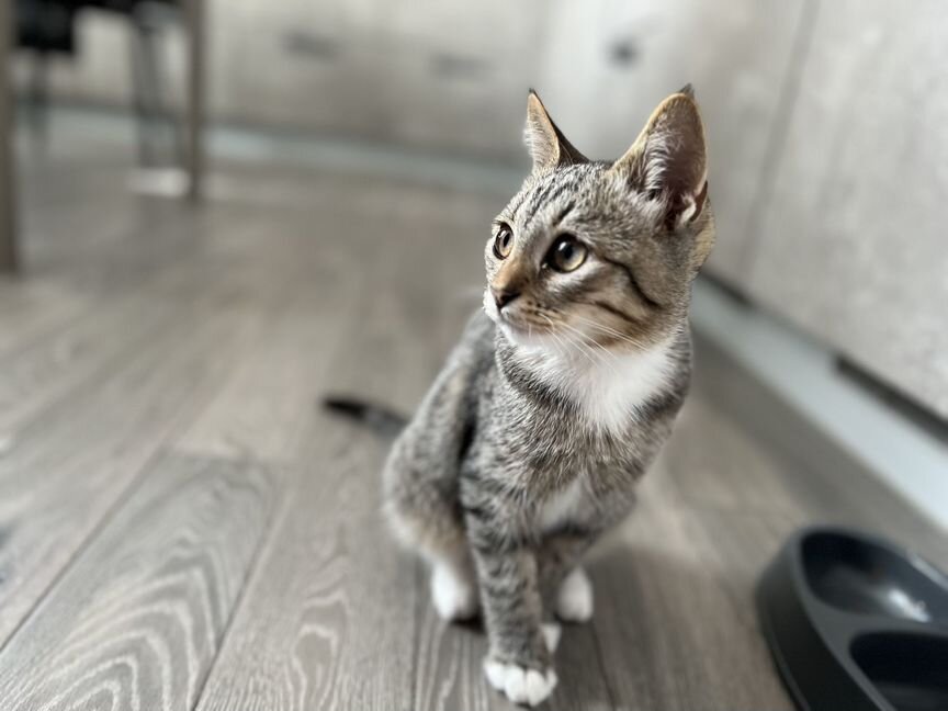 Котята в добрые руки бесплатно мальчик