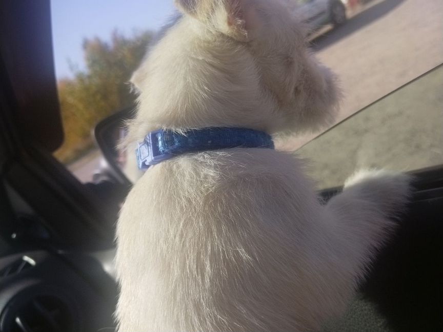 Продам щенка маленькая порода