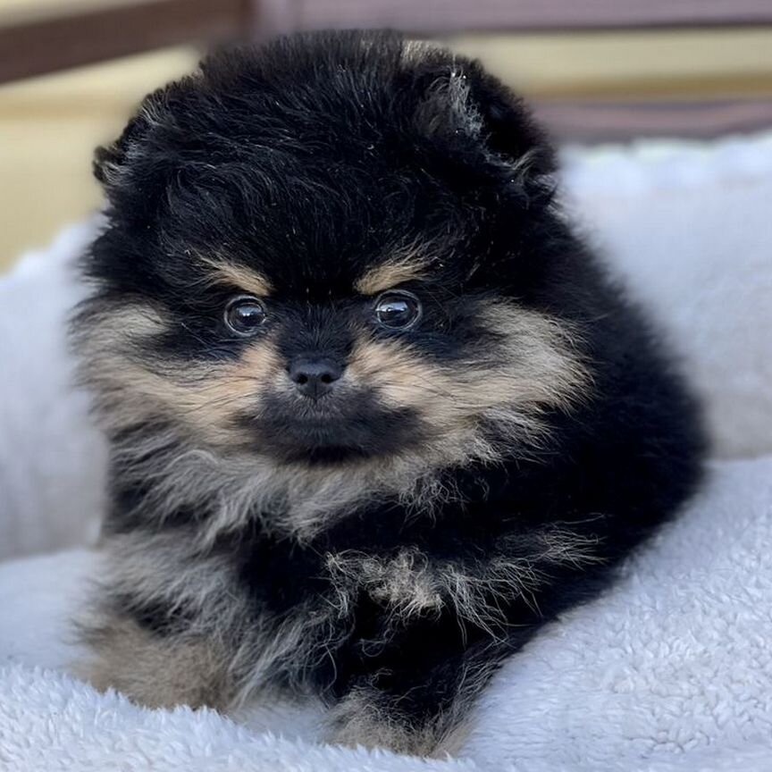 Шпиц пом мальчик мини