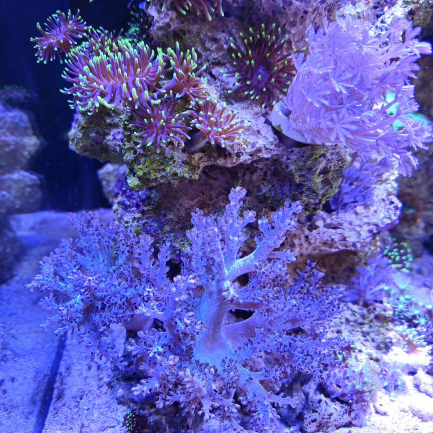 Коралл Кенийское дерево, Капнелла