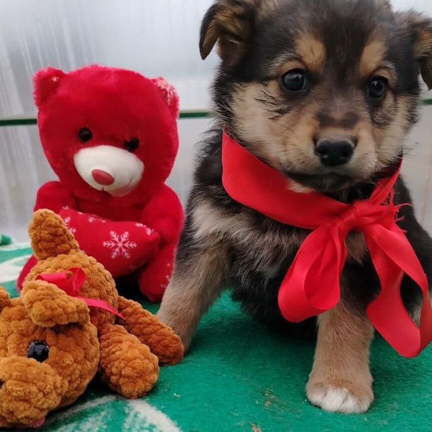 Щенки в добрые руки