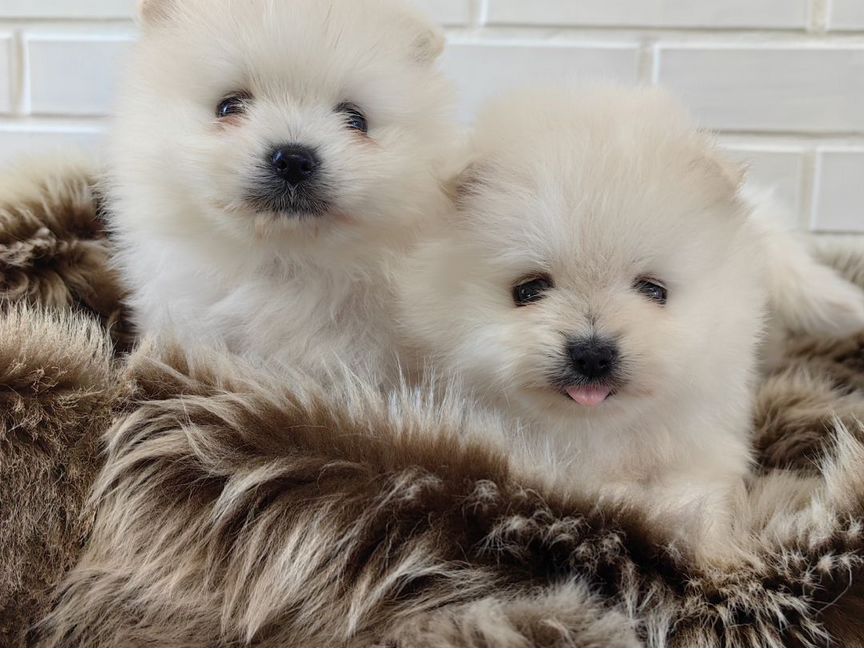 Щенки померанского шпица медвежьего типа