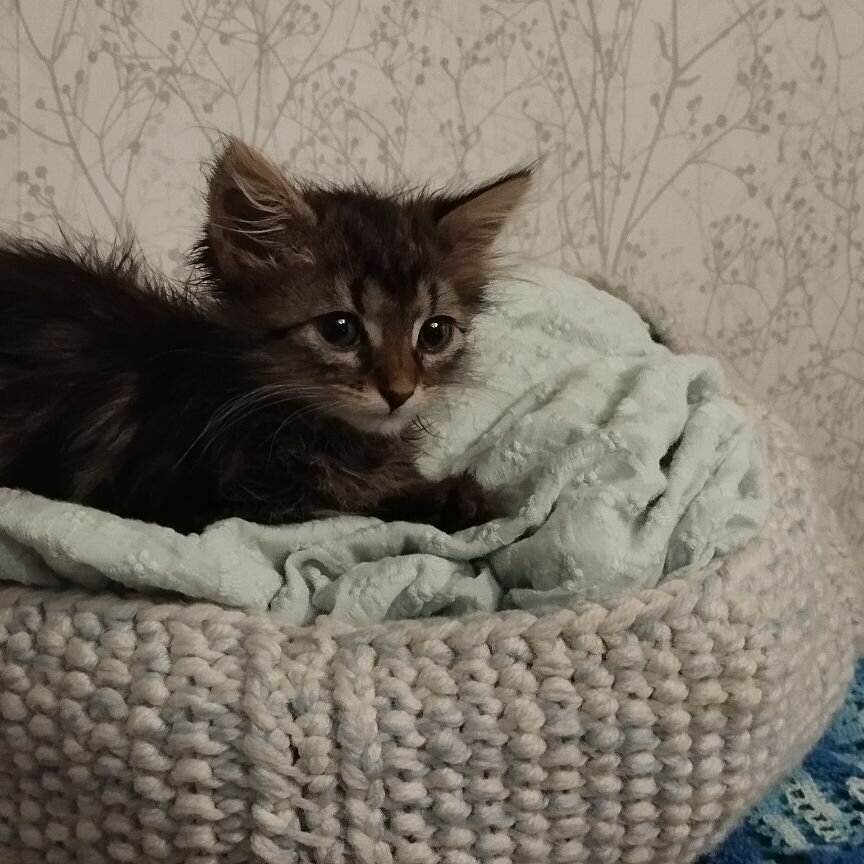 Отдам замечательную пушистость девочку