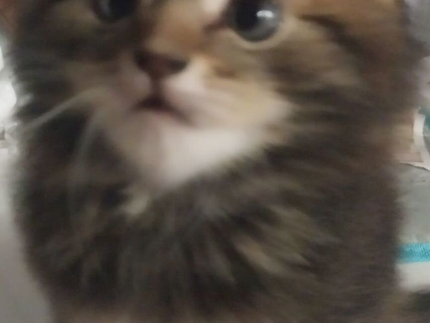 Котёнок в подарок