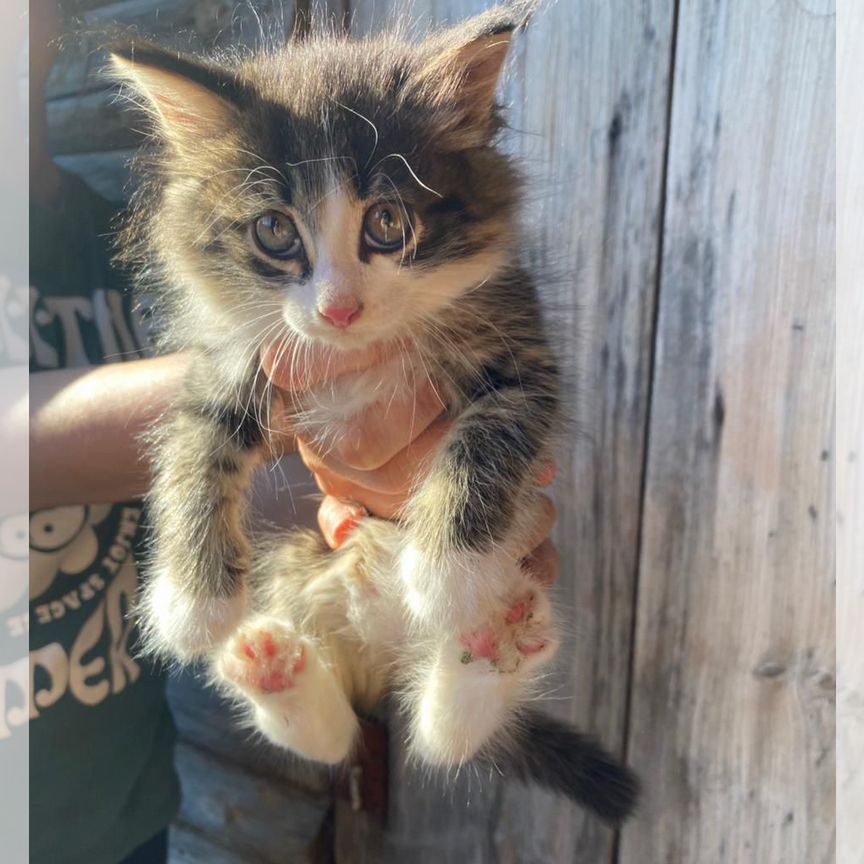 Котенок бесплатно