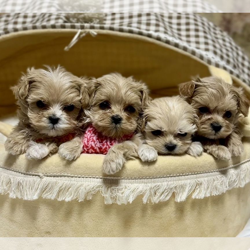 Мальтипу, щенок