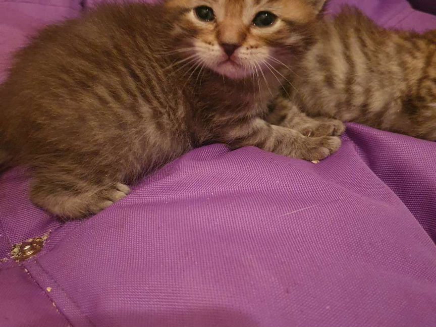 Шотландские котята