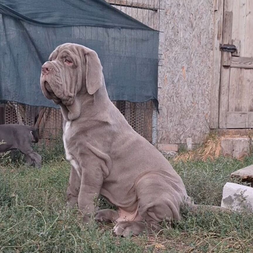 Мастино неаполитано, щенок