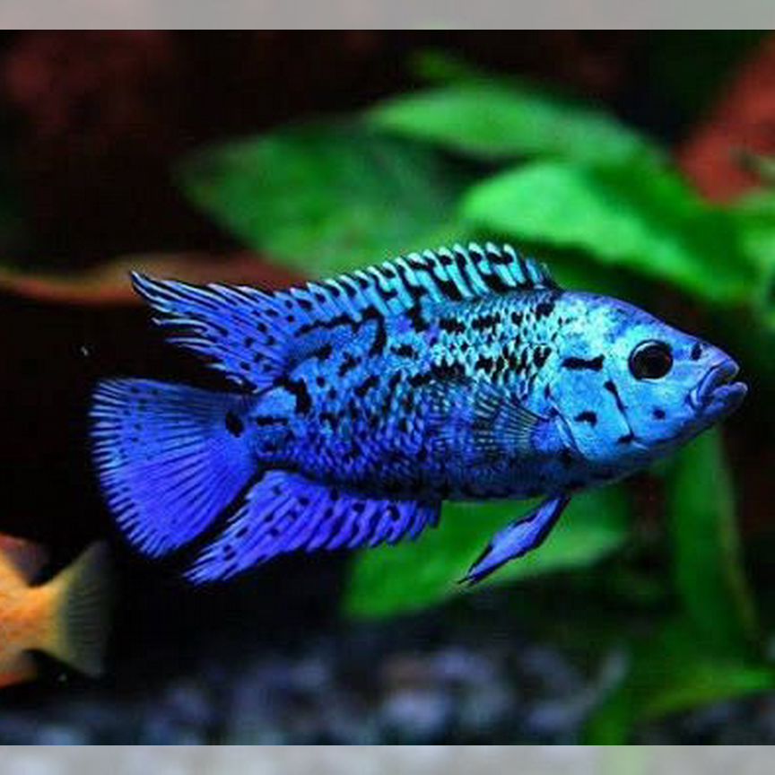 Американские цихлиды