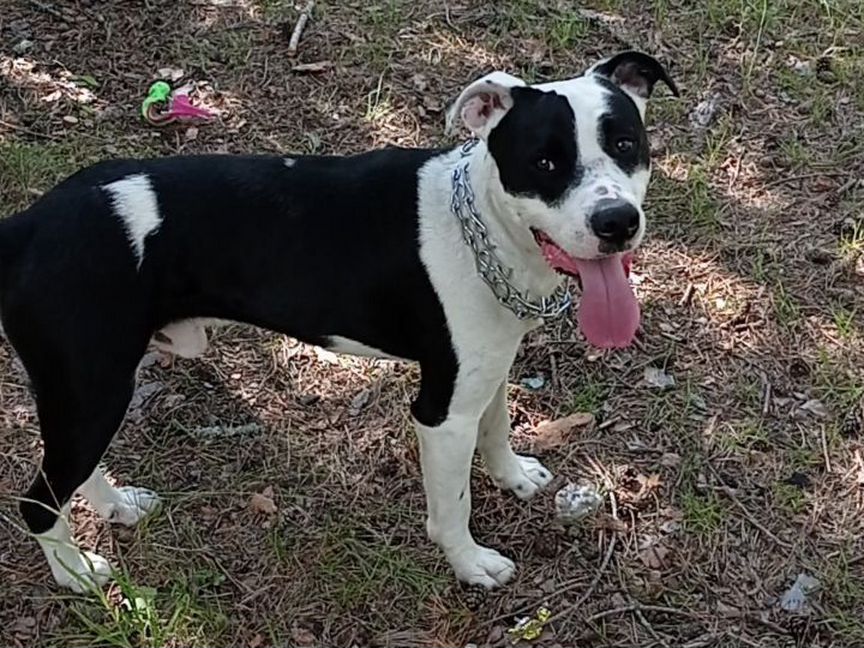 Стаффордширский терьер