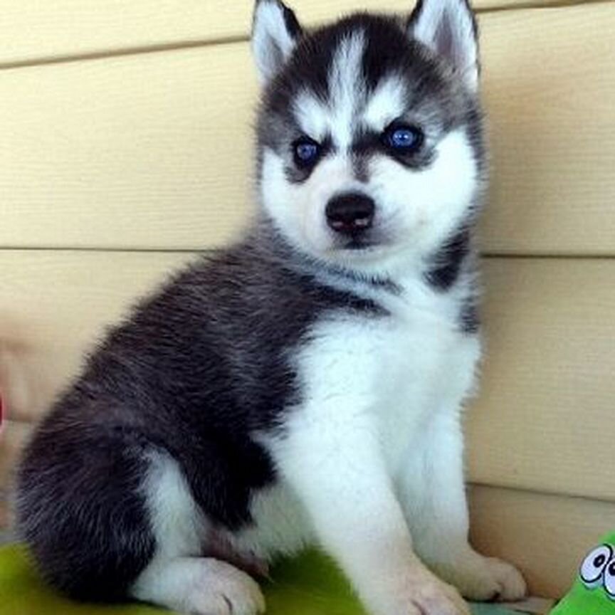 Красавцы черно-белые хаси